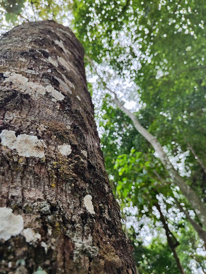 Trees in the Forest Make it Cool and Become a Place for the Ecosystem ...