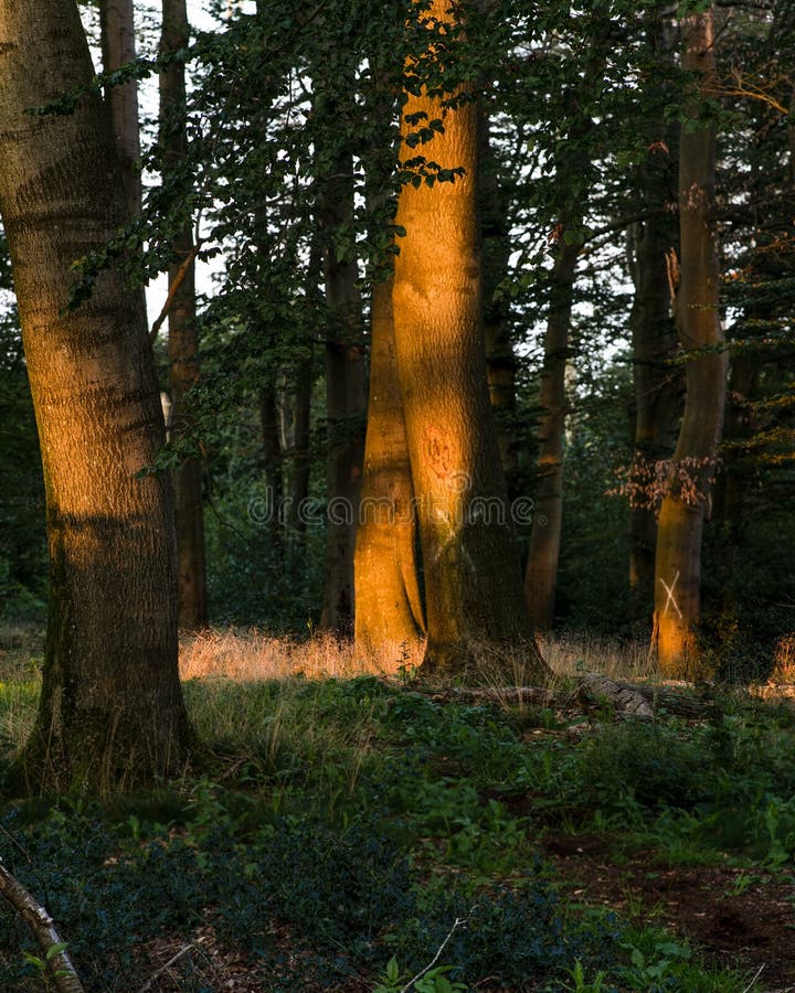 Trees in a forest stock photo. Image of green, wood - 228340368