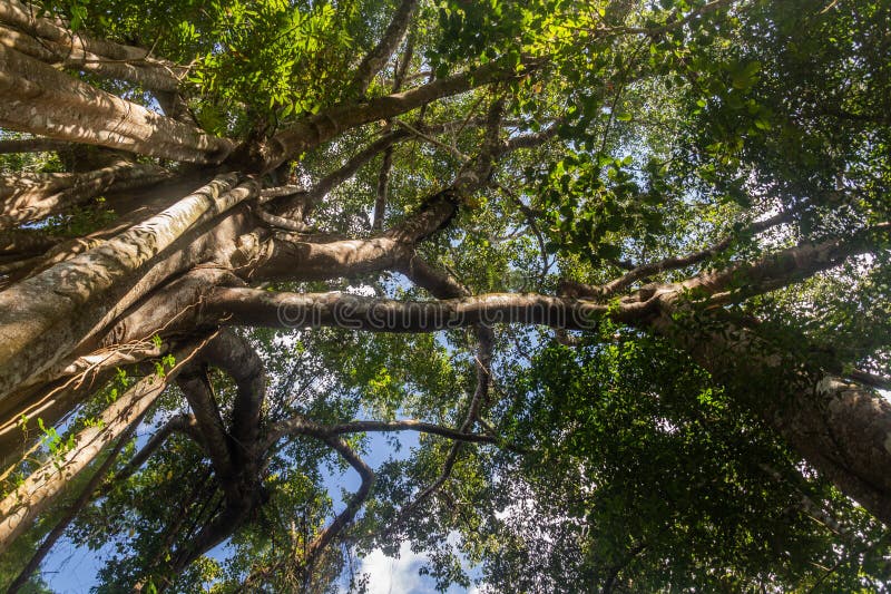Trees in the Forest of Nam Ha National Protected Area, La Stock Image ...