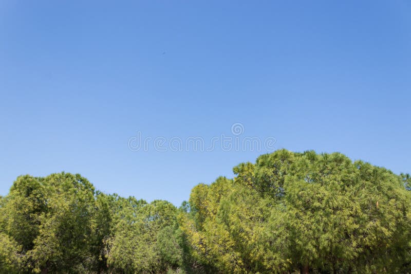 Trees in the Forest, Nature Background, Amazing Forest and Garden ...
