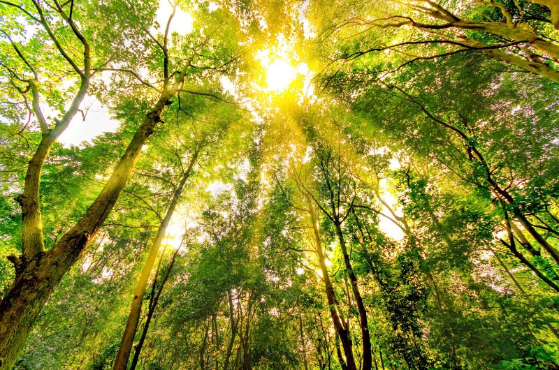 Trees in forest stock image. Image of outdoor, pathway - 53624435