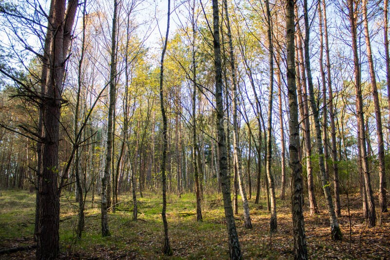 Trees in the Forest at Noon Stock Image - Image of environment, color ...