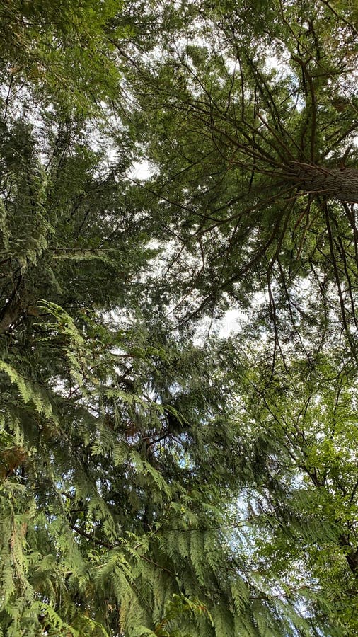 Trees Forest Park Oak Green Nature Pine Stock Image - Image of nature ...