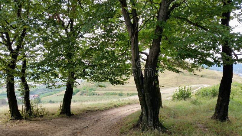 Trees in a forest stock photo. Image of trees, park, path - 43980508