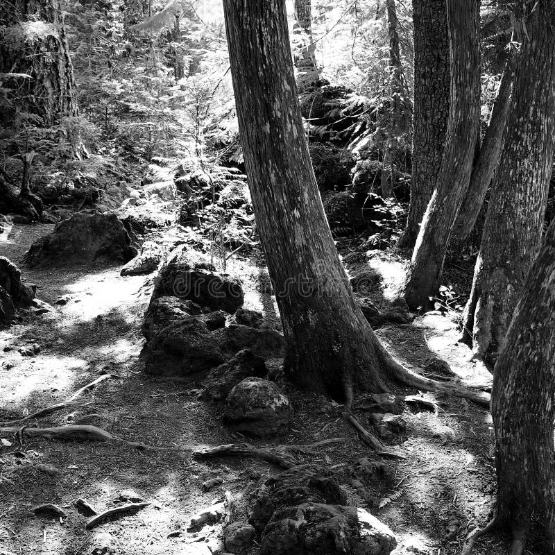 Trees by Forest Pathin Western Oregon Stock Photo - Image of photograph ...