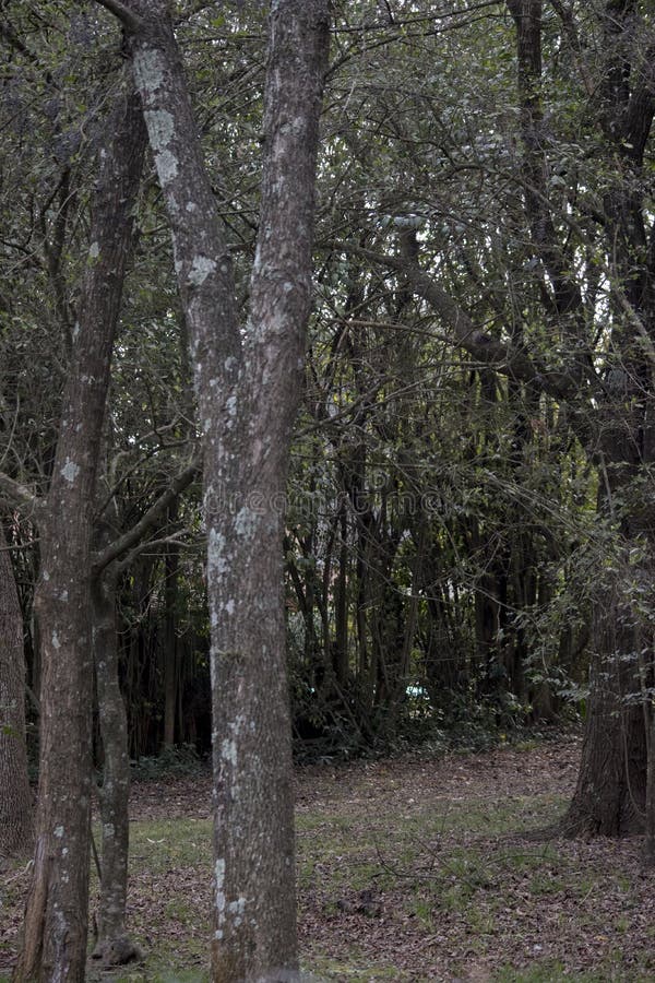 Trees in the forest. Pines stock photo. Image of forest - 254285318