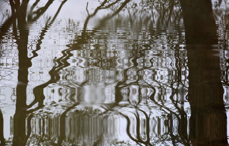 Trees Reflecting in the Water Stock Image - Image of wetland, winter ...