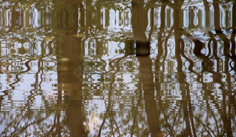 Trees Reflecting in the Water Stock Photo - Image of branch, wood ...