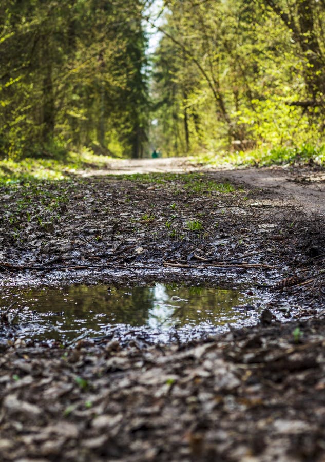 Trees of the Forest Reflected in the Puddle. Texture Stock Photo ...