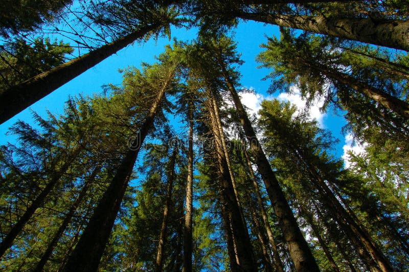 Trees in a Forest Seen from Below Stock Image - Image of coniferous ...