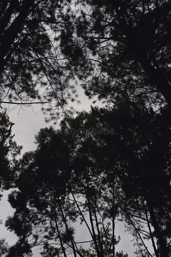 The Trees in the Forest are Shady with Cloudy Weather Stock Image ...
