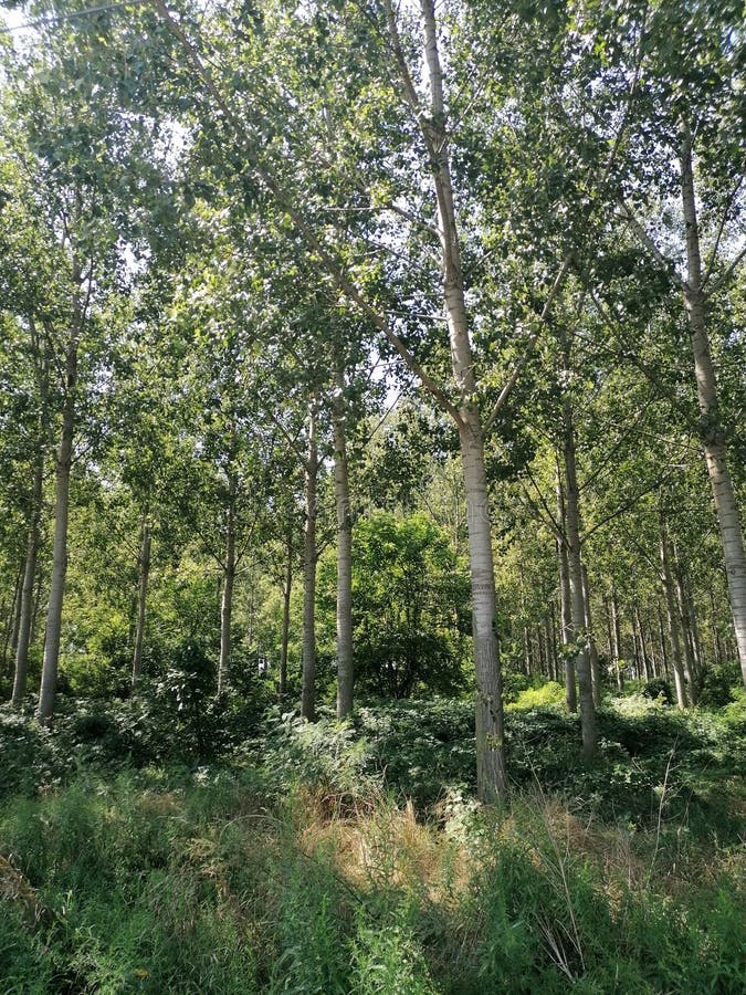 Cant See Forest Trees Stock Photos - Free & Royalty-Free Stock Photos ...