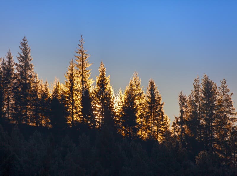 Trees in Forest with Sun in the Back. Stock Photo - Image of back ...