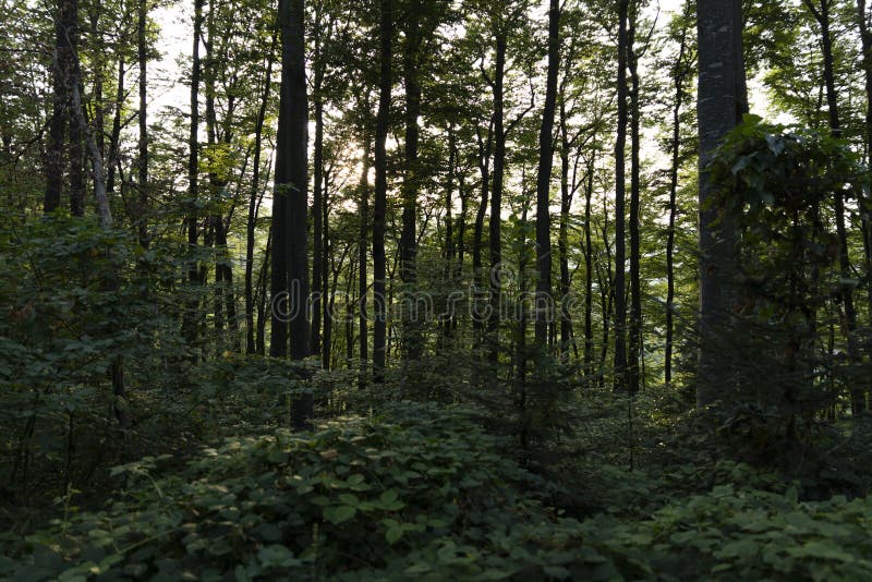 Trees in the Forest with Sun Setting in the Distance Stock Image ...