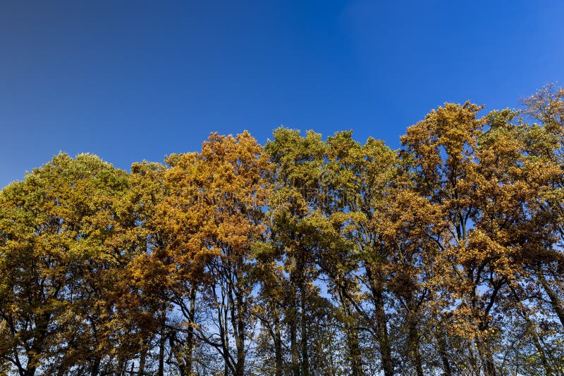 Different Types of Trees Growing Next To Each Other Stock Image - Image ...