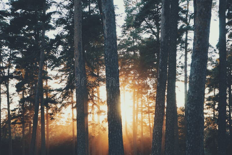 Trees In Forest During Sunset Picture. Image: 97145439
