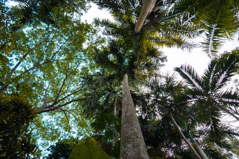 Trees in the Forest. Texture of the Treetops Stock Photo - Image of ...