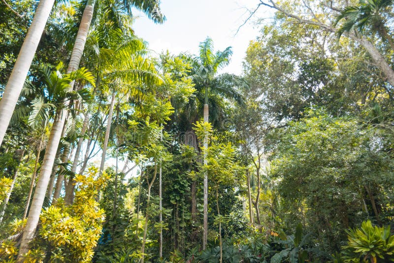 Trees in the Forest. Texture of the Treetops Stock Image - Image of ...