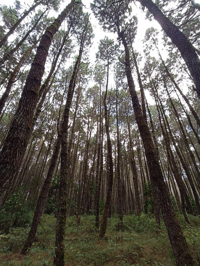 Trees in the Forest Tourist Attractions Lembang Bandung Stock Image ...
