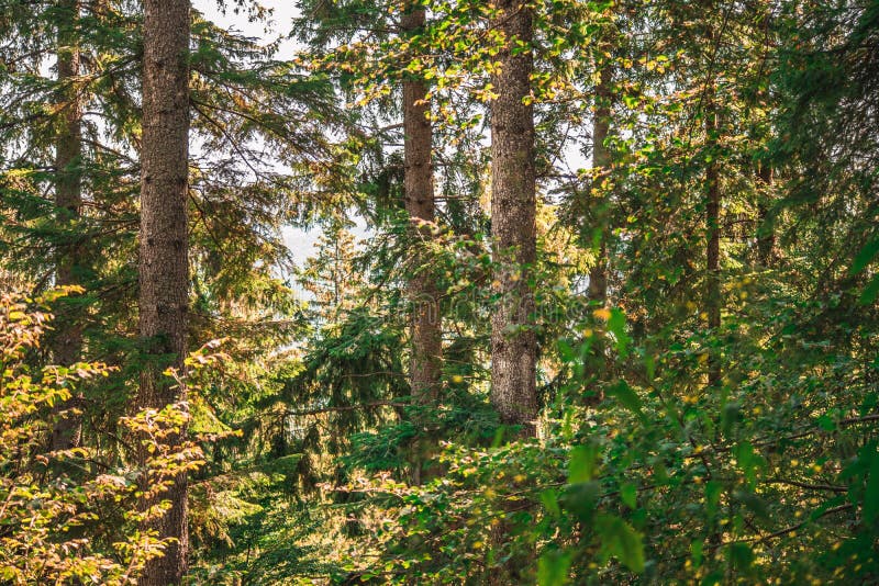 Trees in a Forest in Transbucegi, Romania Stock Image - Image of plant ...