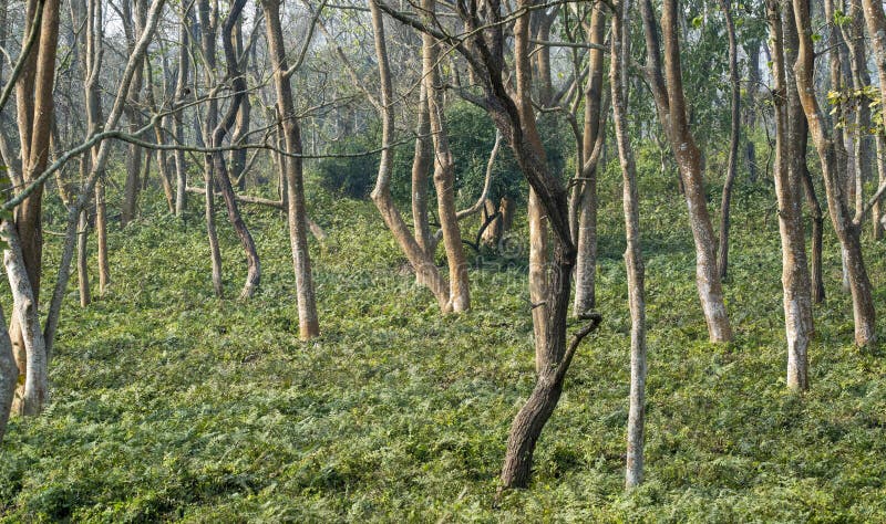 Trees in a forest stock photo. Image of trunks, tropical - 268343686