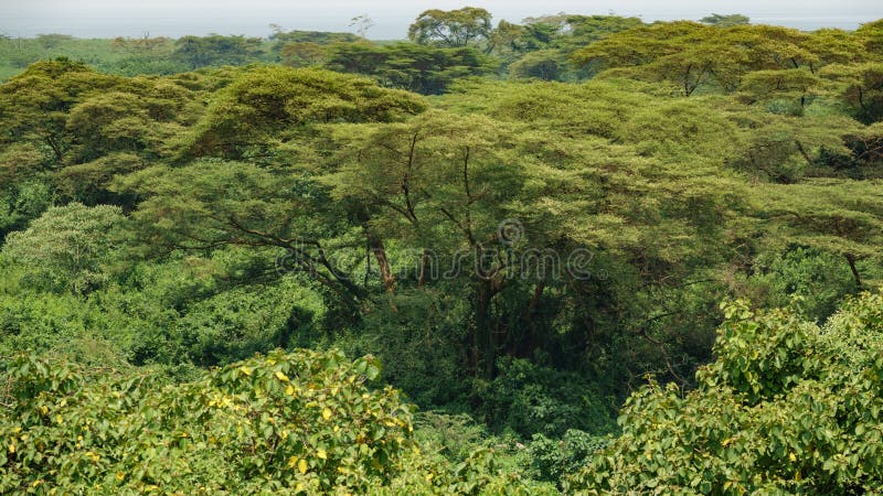 Trees in the Forest of Uganda Stock Photo - Image of trees, vast: 79291348