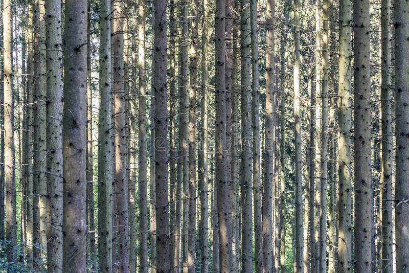 Trees in the Forest in Vertical Structure Stock Photo - Image of ...
