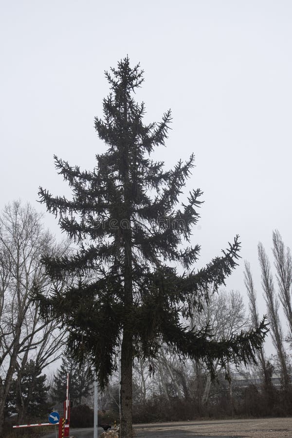 Trees in a Forest in Vienna, Austria Mountain and Woods Stock Image ...