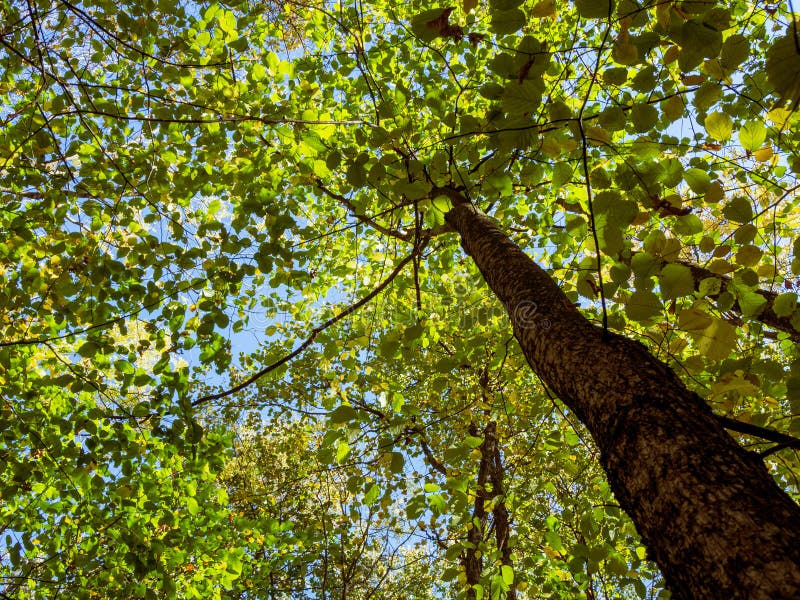 Trees in the Forest View from Below Against the Sky Forest Landscape ...