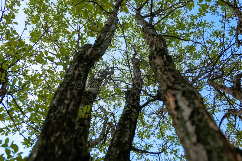 Trees in the Forest. Trees View from Bottom To Up Stock Image - Image ...