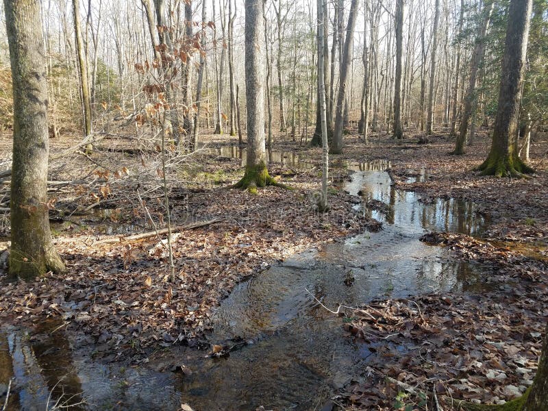 Trees in Forest with Water or a Creek and Fallen Brown Leaves Stock ...