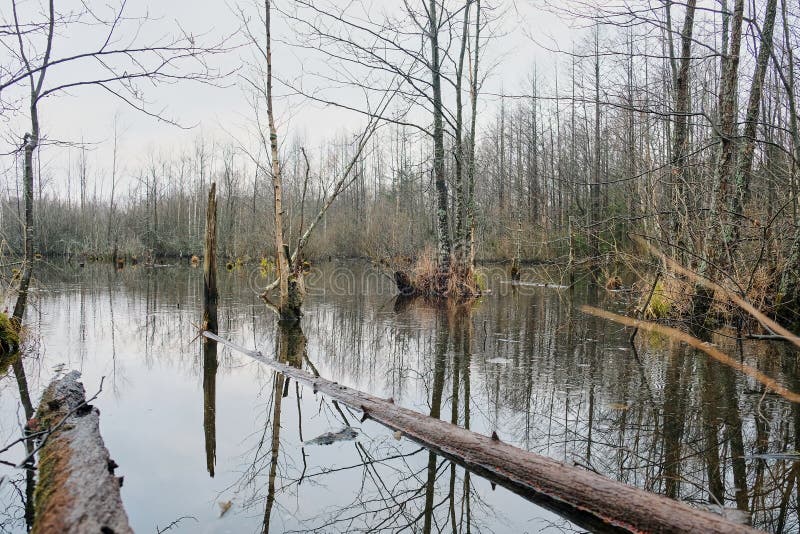 The Trees in the Forest in the Water Stock Photo - Image of life ...