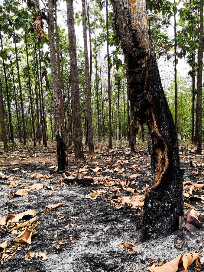 Damaged Trees From Wildfire Stock Photo - Image of dangerous ...