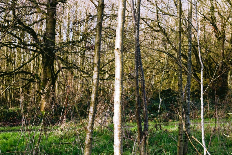 Forest Wide Angle Lens View Stock Image - Image of natural, outdoor ...