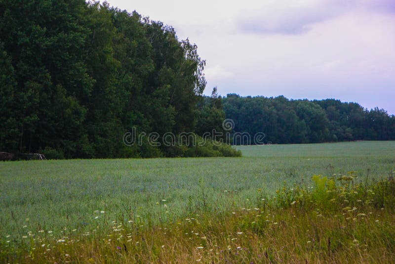 Trees Forests and Field Two Stock Image - Image of strangely, streets ...