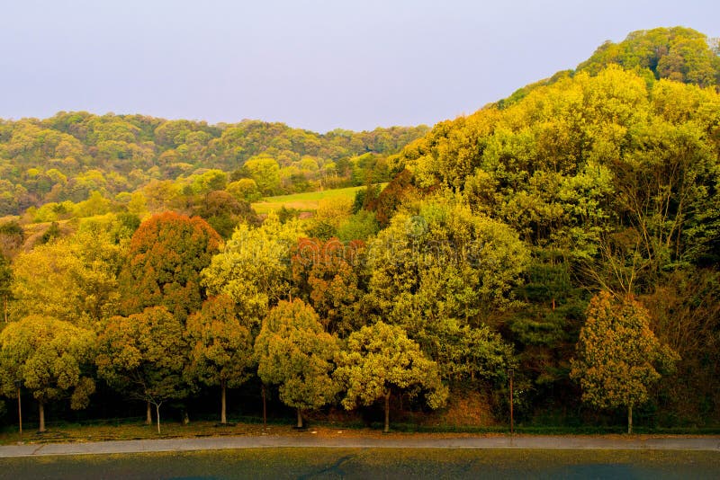 Multicoloured Spring Appearance of Trees for Background and Wallpapers ...