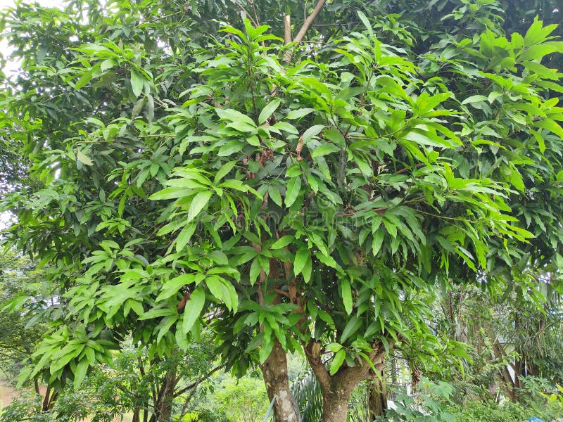 Trees in the Forests of Sumatra, Indonesia Stock Photo - Image of ...