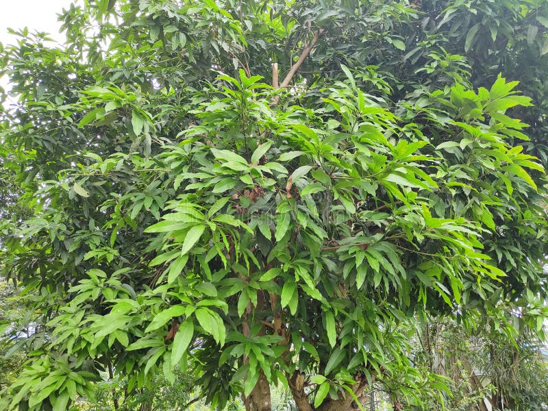 Trees in the Forests of Sumatra, Indonesia Stock Image - Image of ...
