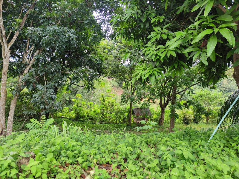 Trees in the Forests of Sumatra, Indonesia Stock Photo - Image of trees ...