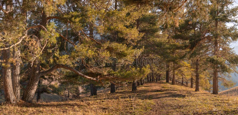 Hiking Trail Surrounded by Tall Coniferous Trees on a Mountain Ridge ...