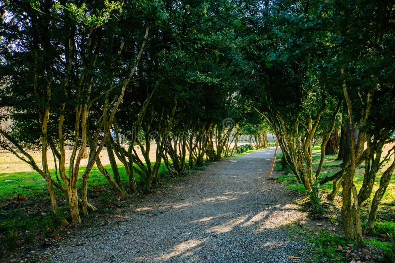 Trees in Form of Arched Green Pathway in the Park Stock Image - Image ...