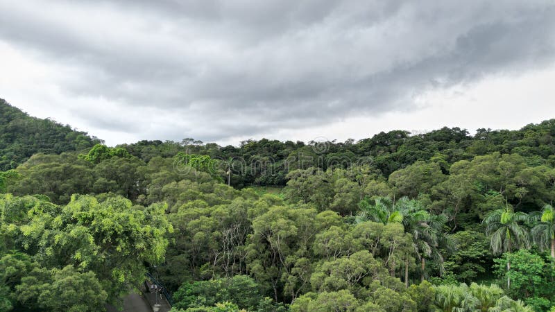 A Trees Form a Beautiful Green Natural Backdrop Stock Image - Image of ...