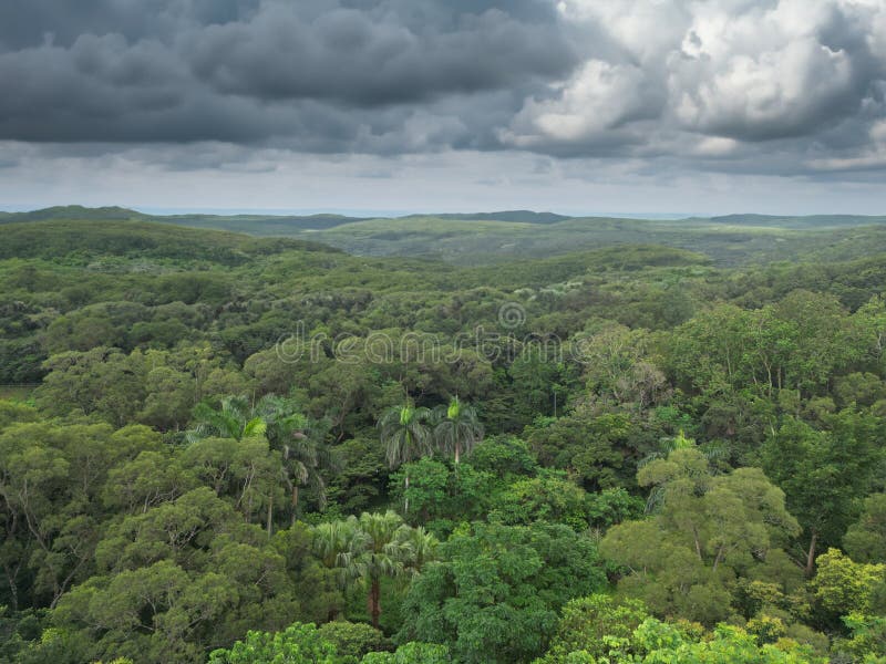 A Trees Form a Beautiful Green Natural Backdrop Stock Photo - Image of ...