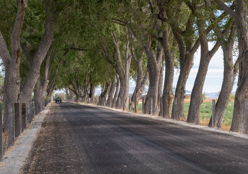 Trees Form Canopy Over Road Stock Photos - Free & Royalty-Free Stock ...
