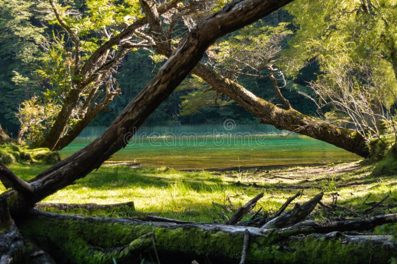 Trees Forming an Arch in an Enchanted Forest with a Turquoise and Green ...