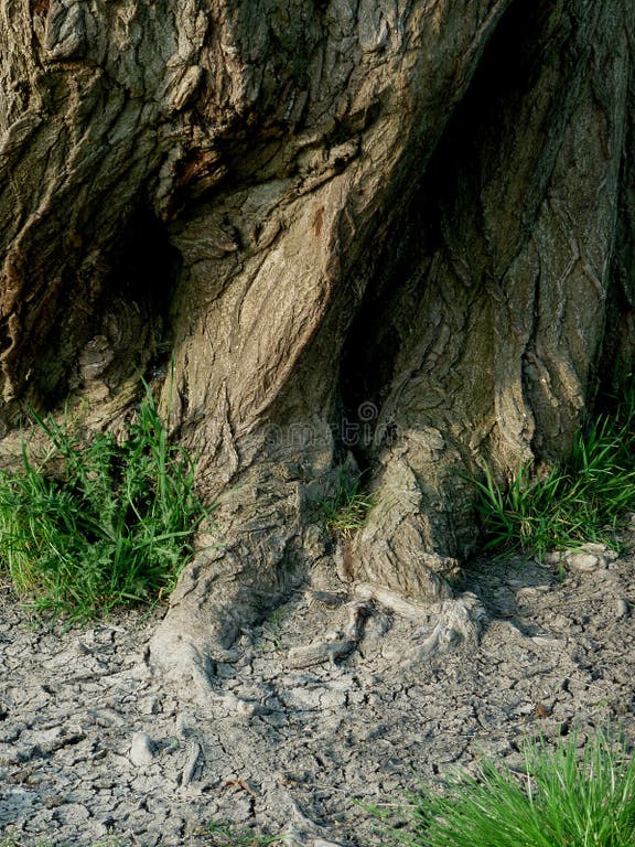 Trees Forming Intersting Abstract Shape(s). Stock Image - Image of form ...