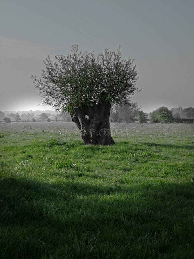 Trees Forming Intersting Abstract Shape(s). Stock Image - Image of form ...