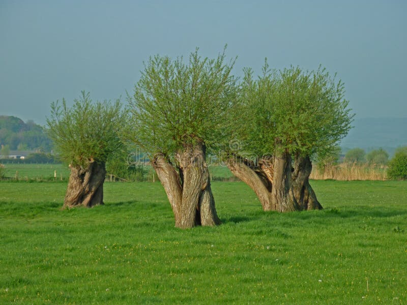 Trees Forming Intersting Abstract Shape(s). Stock Image - Image of ...