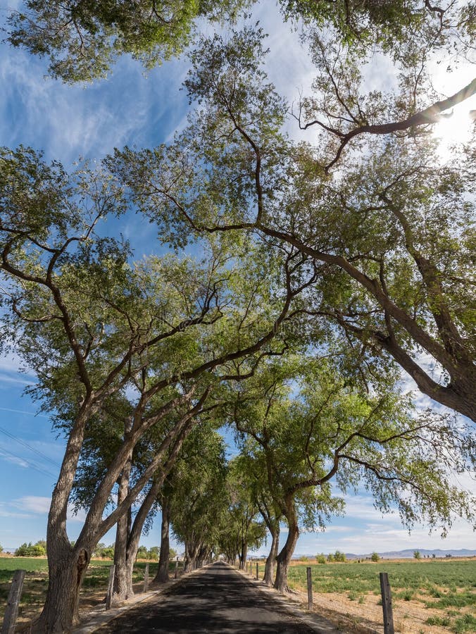 Trees Forming a Roadway Canopy Stock Image - Image of cover, grand ...