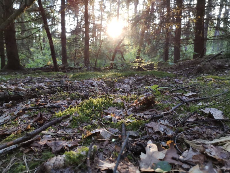 Trees in a Forrest Landscape Stock Photo - Image of forrest, stream ...
